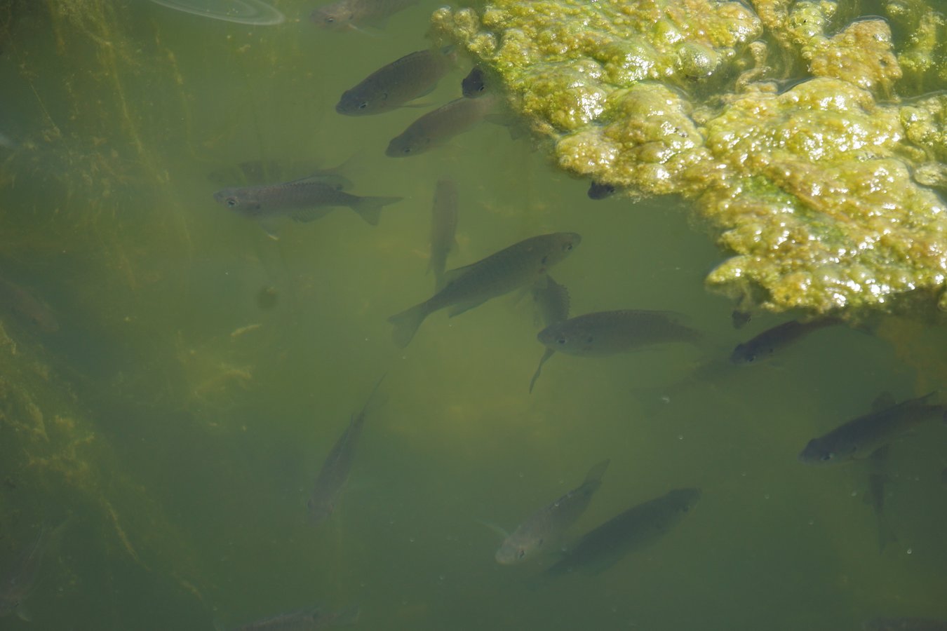 Preventing summer fish stress in North Carolina ponds